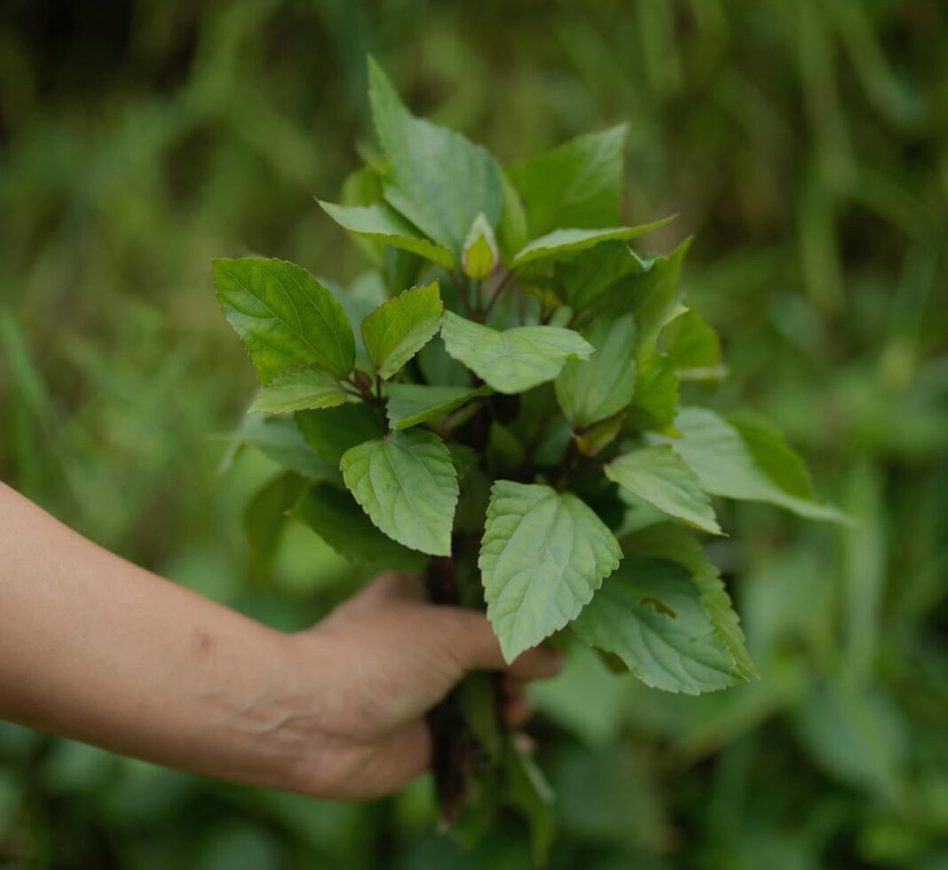 The Hidden Healing Power of Banmara Leaf - The Sikkim Today